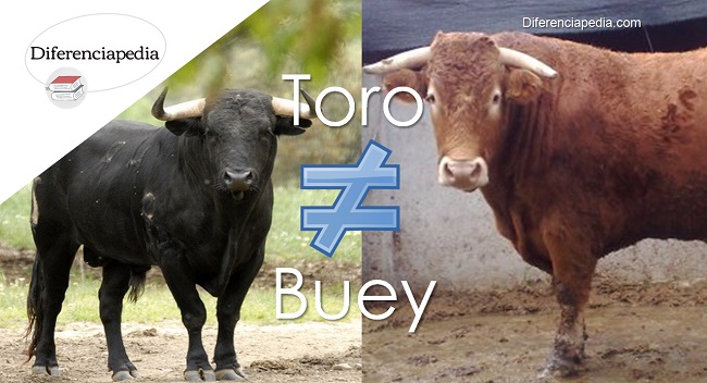 Diferencia entre toro y buey | Diferenciapedia.com: La Web de las ...