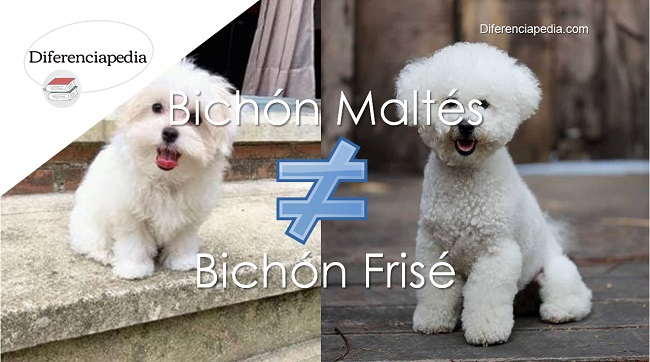 Diferencia entre bichón maltés y bichón frisé | Diferenciapedia.com: La ...