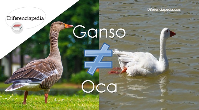 Diferencia Entre Oca Y Ganso Resumen