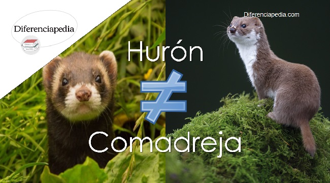 Diferencia entre hurón y comadreja | Diferenciapedia.com: La Web de las ...