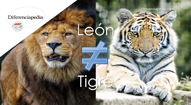 Diferencia entre león y tigre | Diferenciapedia.com: La Web de las ...